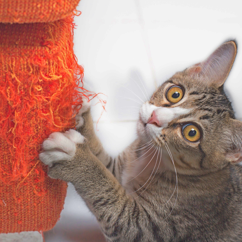 Mon chat griffe le canapé : comment réagir et l’en dissuader ? – BFpetfood